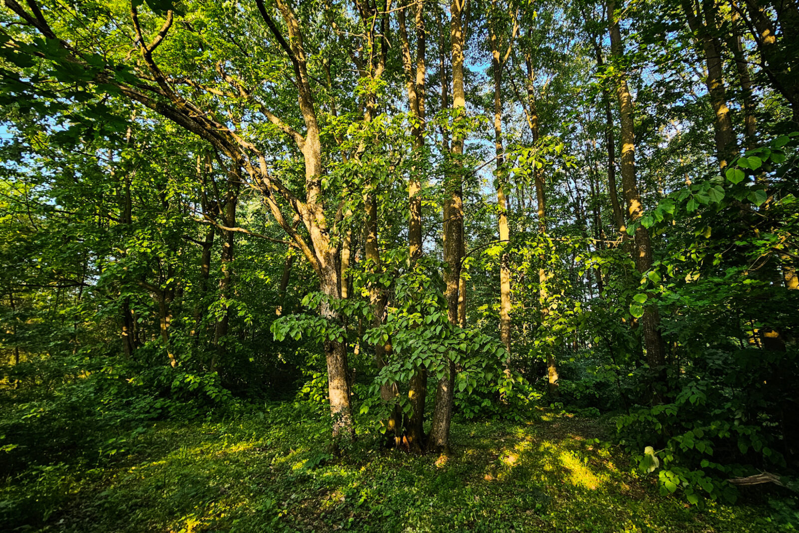 INTERVIU | De la lemne de foc, la Centură Verde pentru sănătatea ...