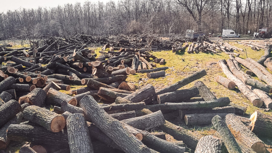 Protejarea pădurilor din Ilfov, adoptată cu unanimitate de comisia ...