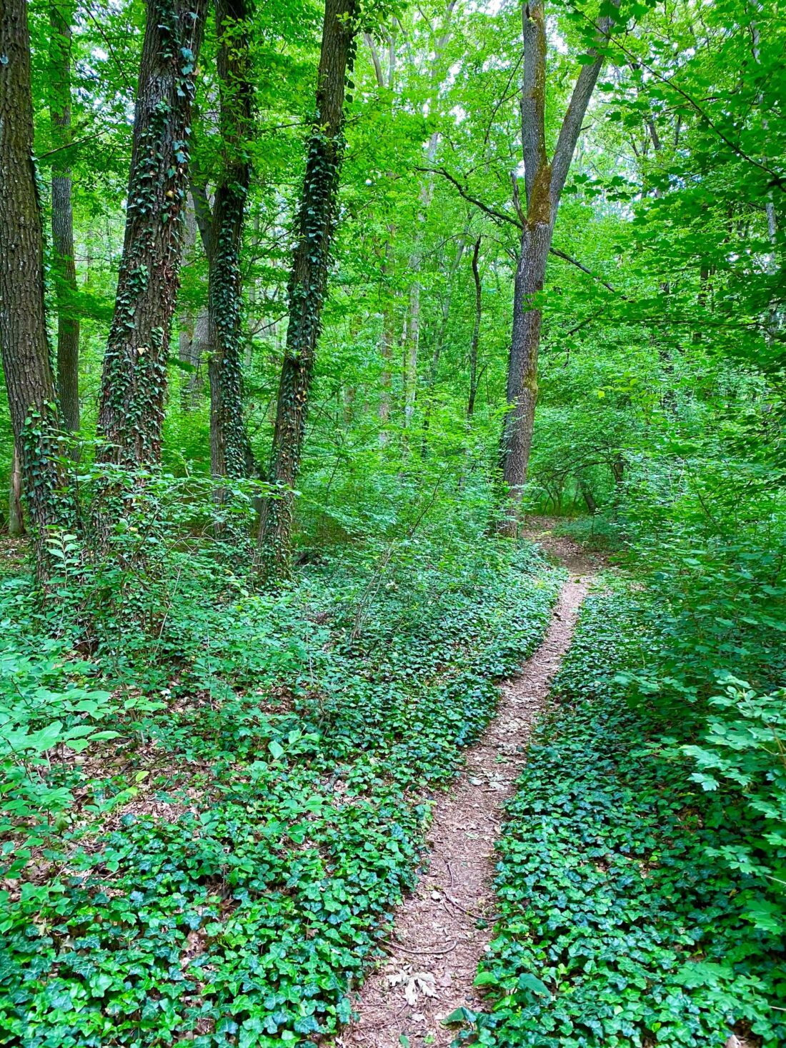 INTERVIU | De la lemne de foc, la Centură Verde pentru sănătatea ...