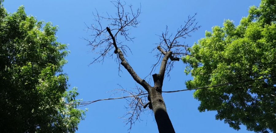 Proiect CGMB | Pentru un copac tăiat ilegal amenda ar putea ajunge la ...