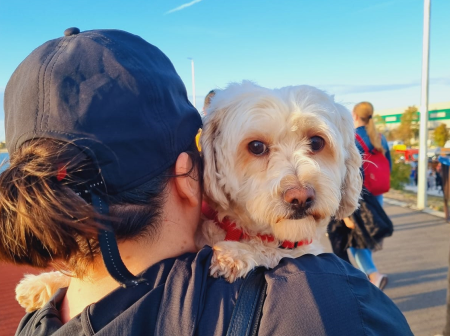 REPORTAJ | „Am avut propriul trocarici pentru petrecerea de Halloween ...