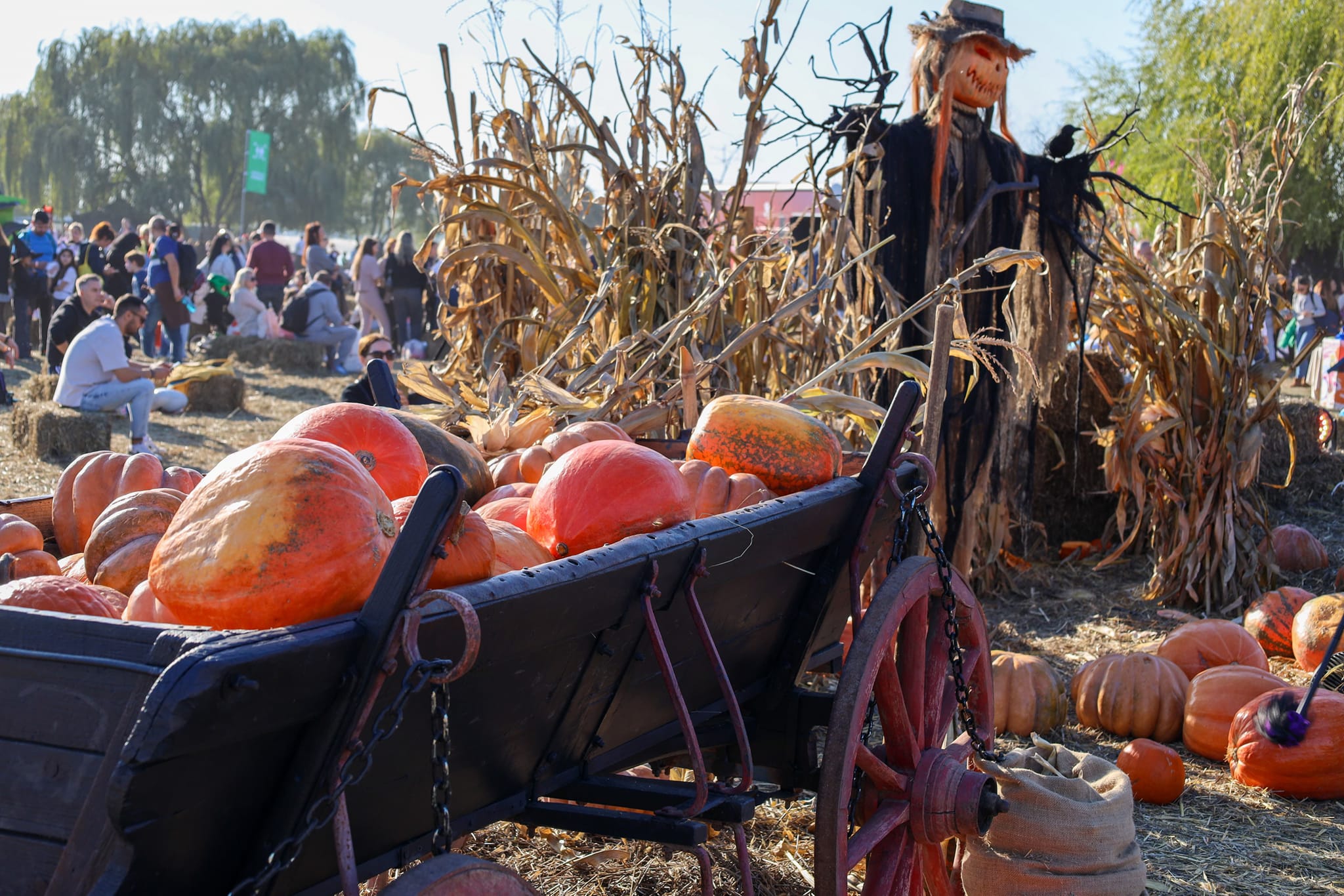 Festivalul de Halloween din Sectorul 6 nu va mai avea loc pe Insula ...